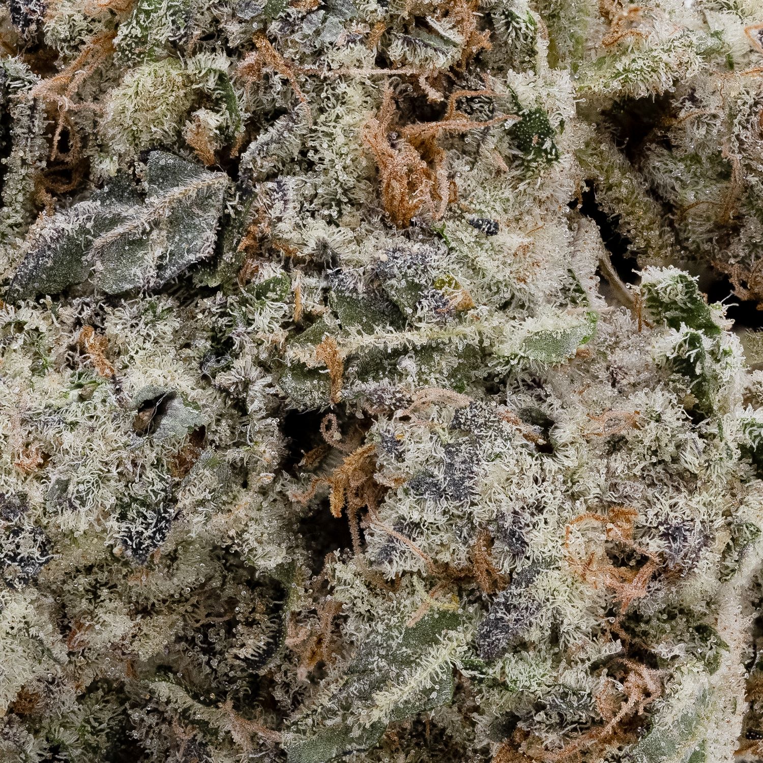 Buy Cookies & Cream (Okanaganja) Online | Weed Dispensary Canada | Atom ...