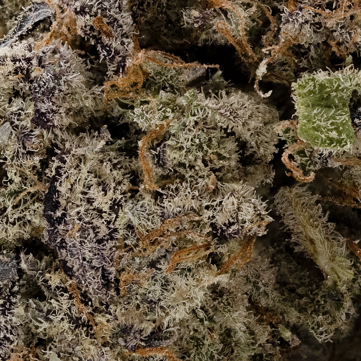 Buy Tropic Truffle Strain | Online Dispensary | Atom Products