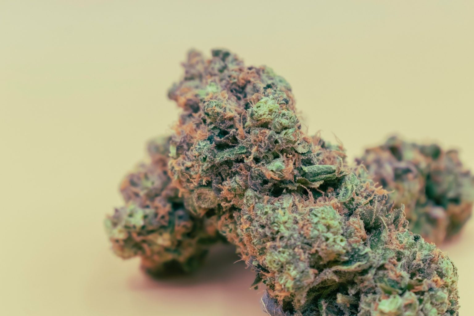 A Complete Guide to Moldy Weed | Budmail