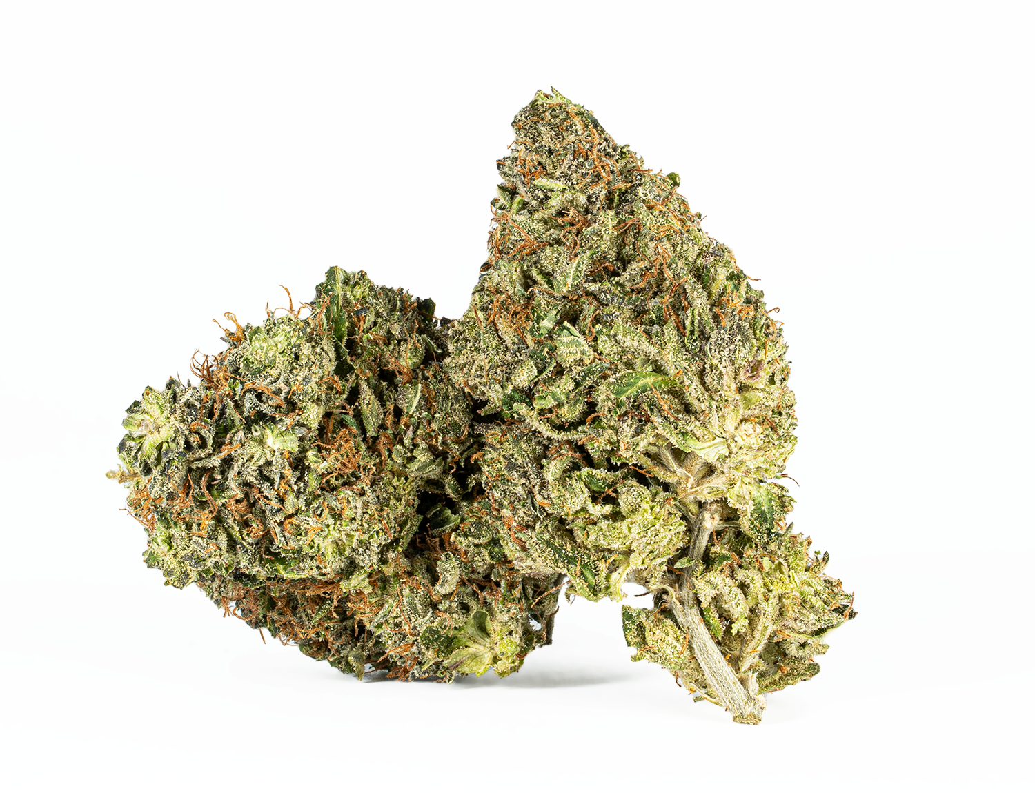 BC Legacy - El Jefe