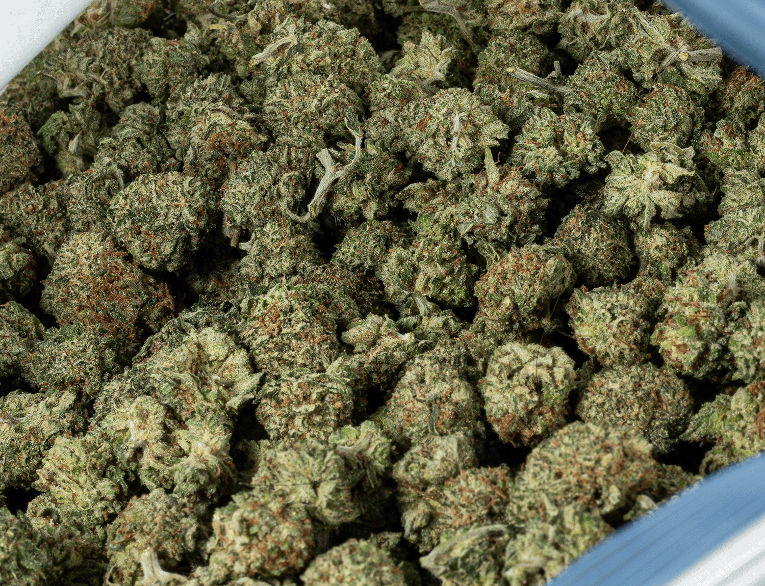 Best Fruity Cannabis Strains: Delicious Flavours That Pack A Punch - GCO Best Fruity Cannabis Strains: Delicious Flavours That Pack A Punch - GCO