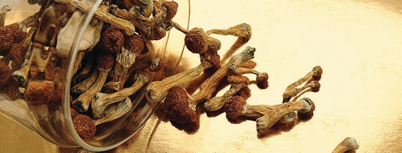 How To Store Shrooms: Extending the Shelf-Life of Magic Mushrooms ...
