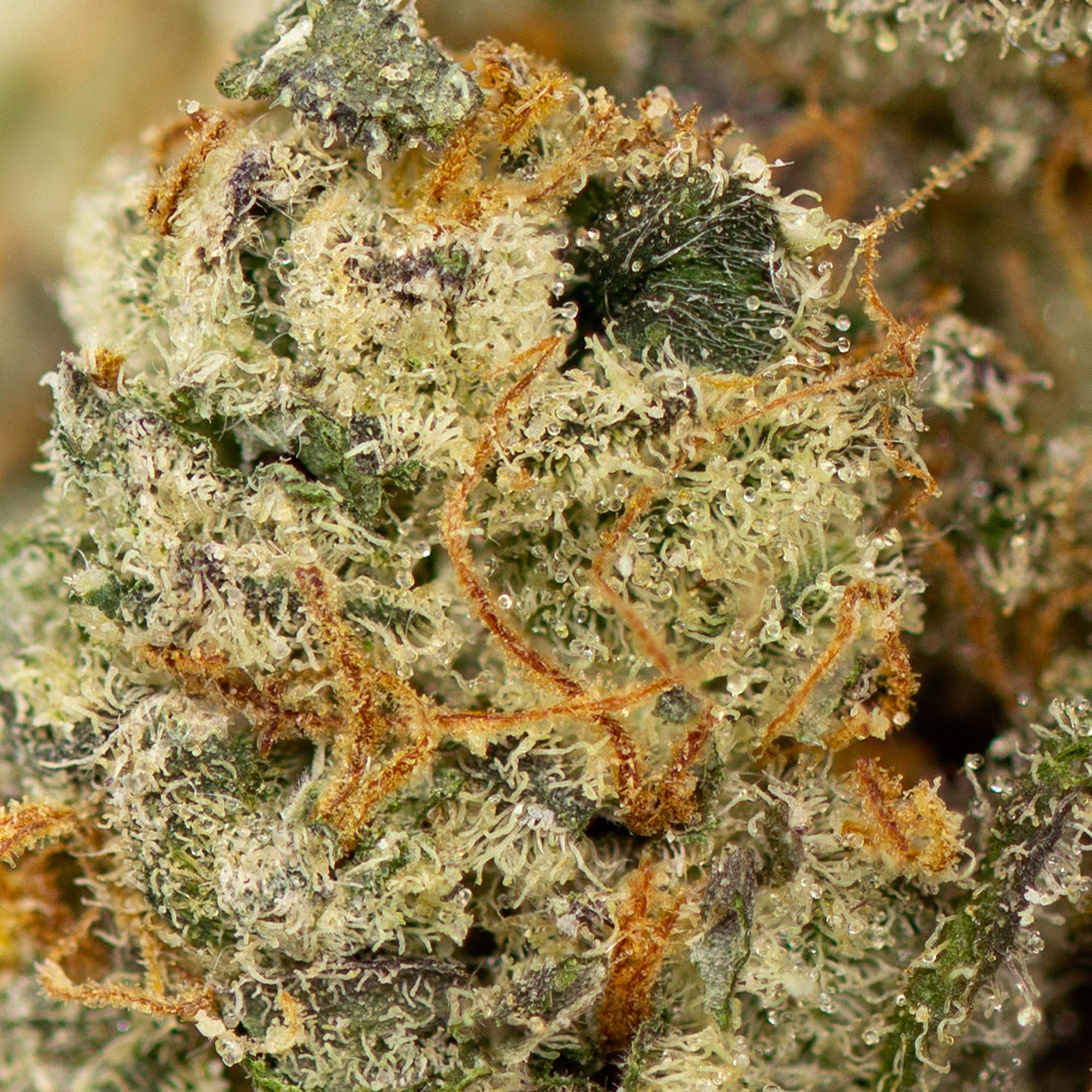 Buy Gas Girls 45 (Skookum) | Online Dispensary | Kootenay Botanicals