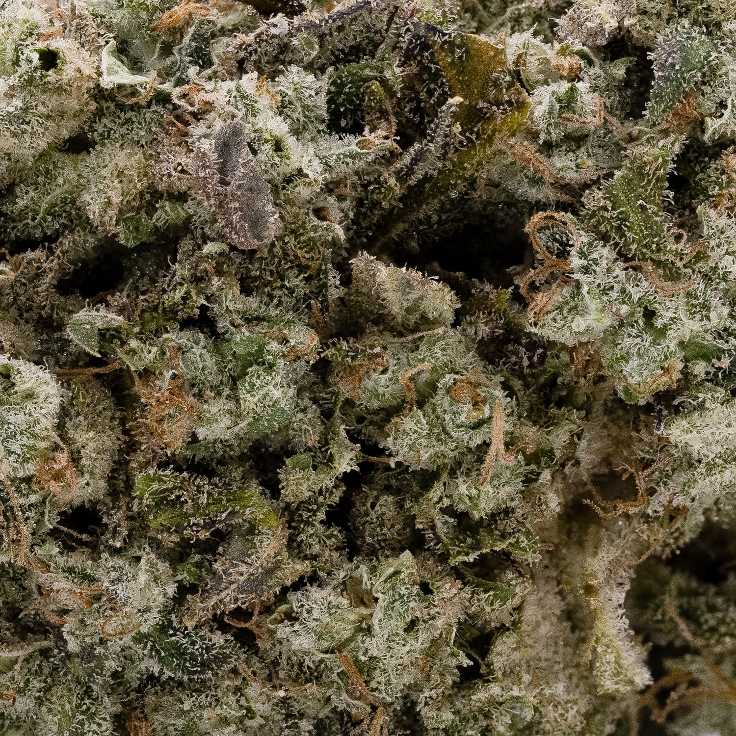 Buy Buzz Light Gear (Superdank) | Online Dispensary | Kootenay Botanicals