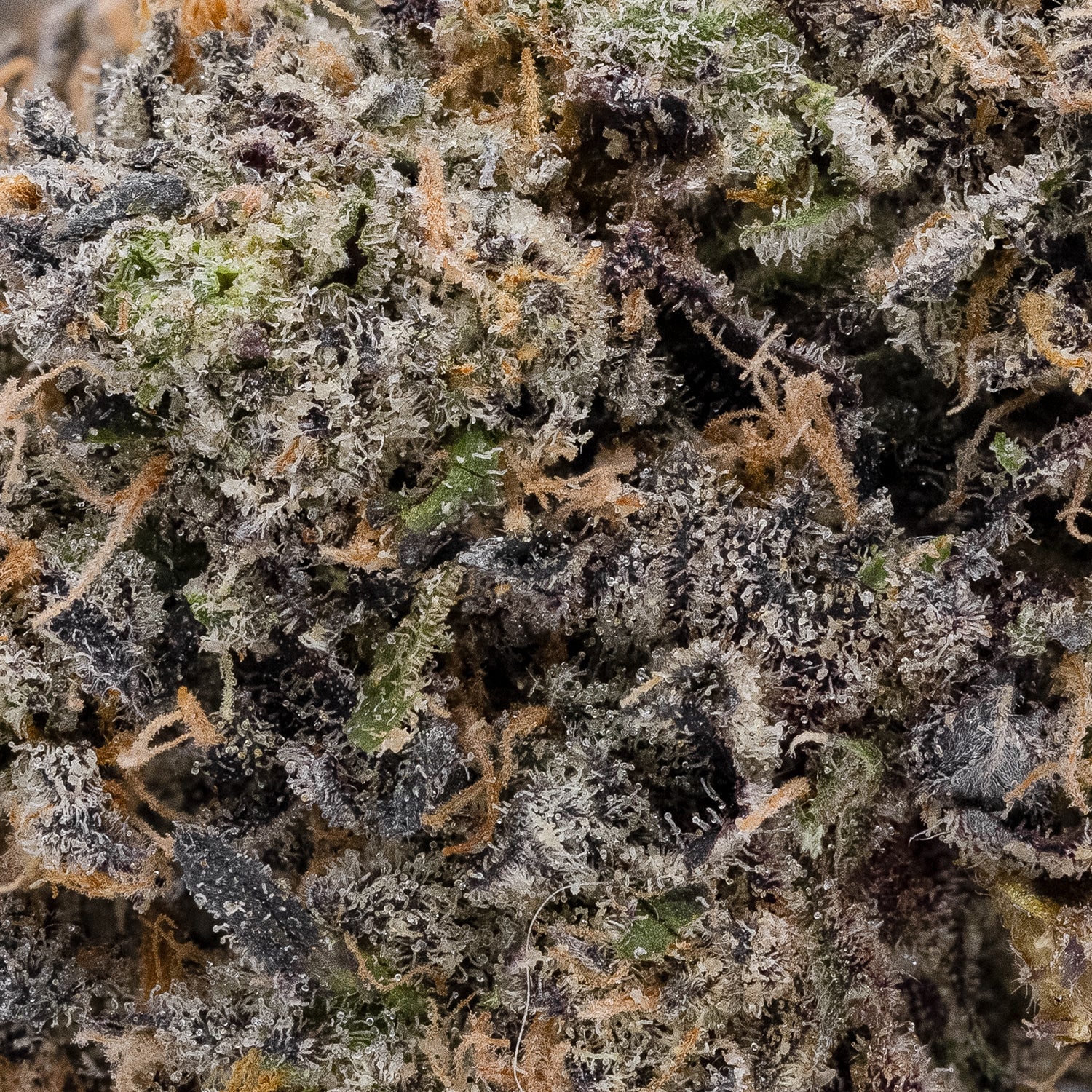 Buy Organic Rainbow Gelato (Oso Fuego) | Online Dispensary | Kootenay ...