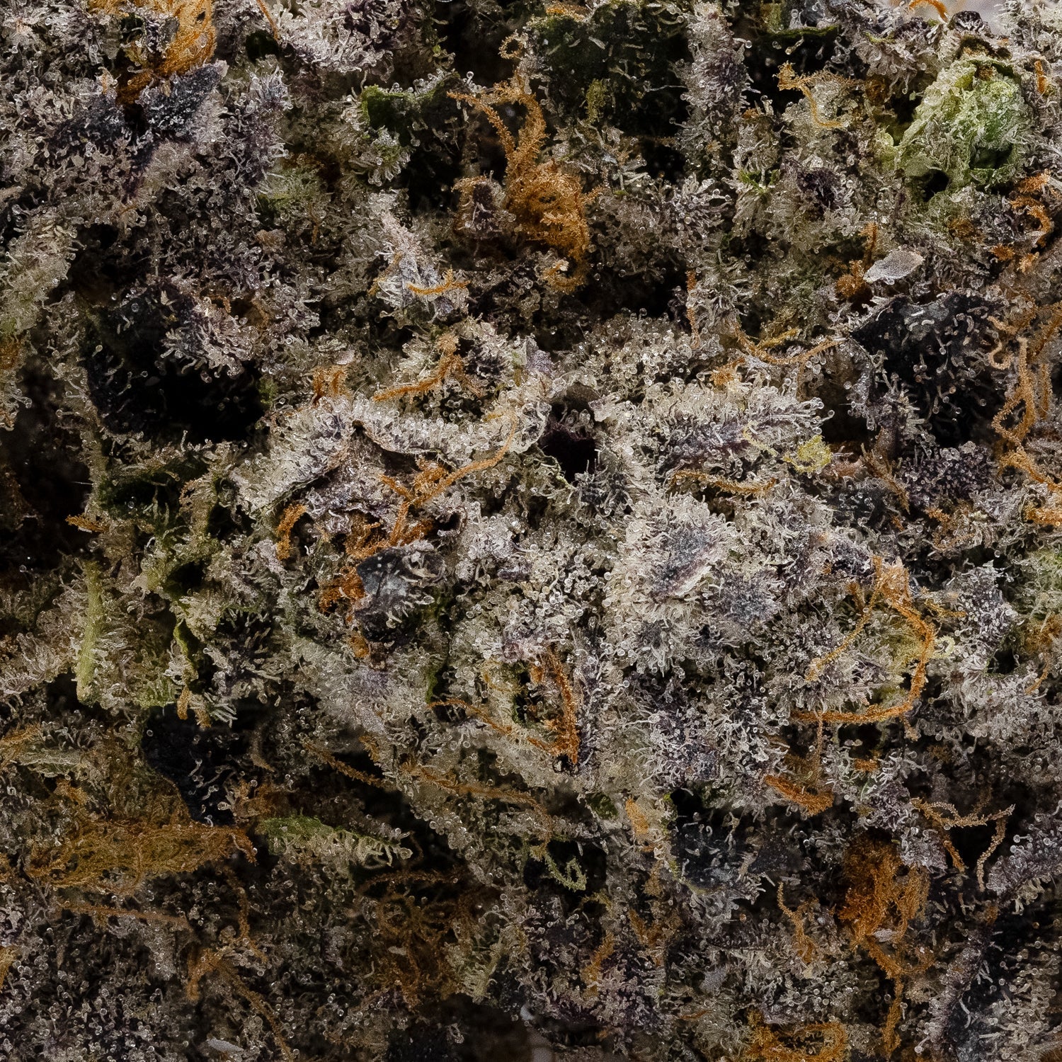 Buy Grape Runtz Strain Online Canada | Kootenay Botanicals