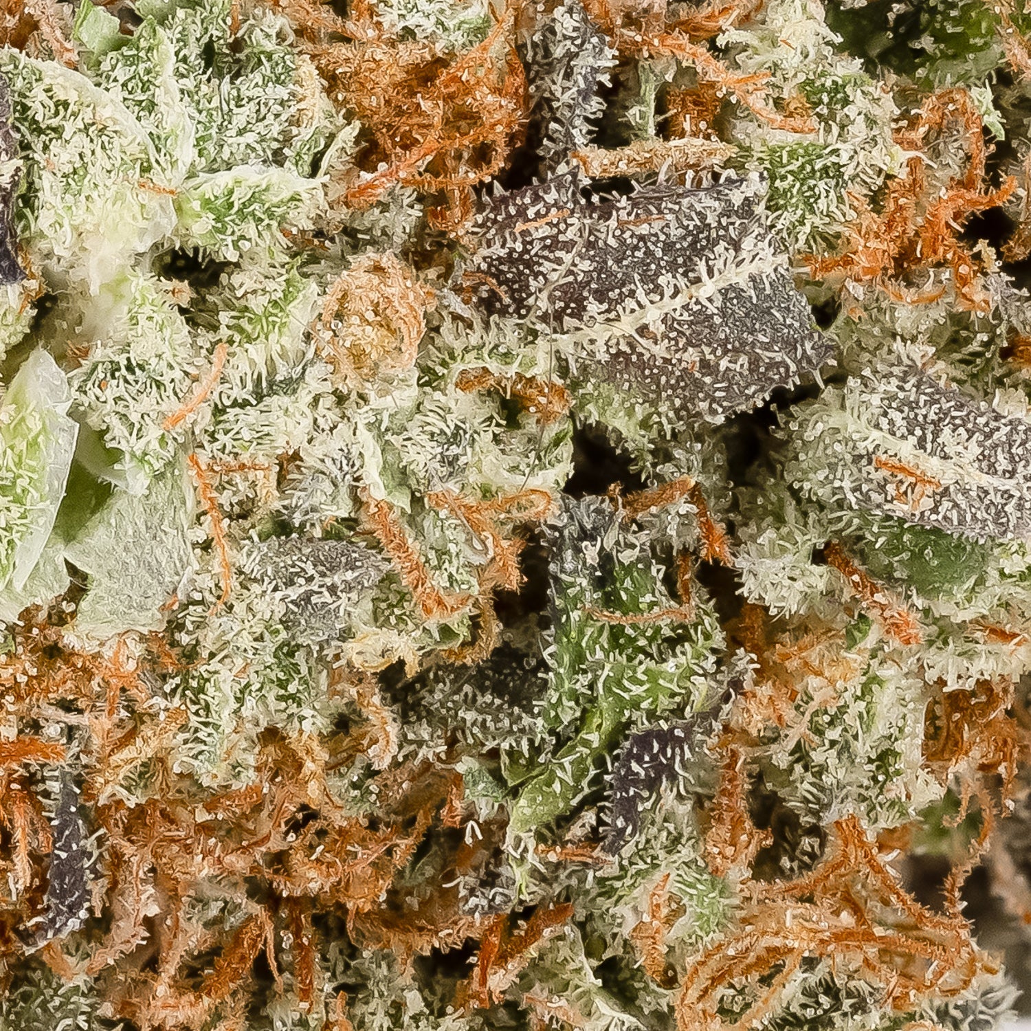 Buy Space Poison (Fun Buds) | Online Dispensary | Kootenay Botanicals