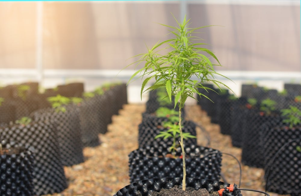 Ensuring Proper Ventilation in Indoor Cannabis Farms - Mr. Clones Ensuring Proper Ventilation in Indoor Cannabis Farms - Mr. Clones