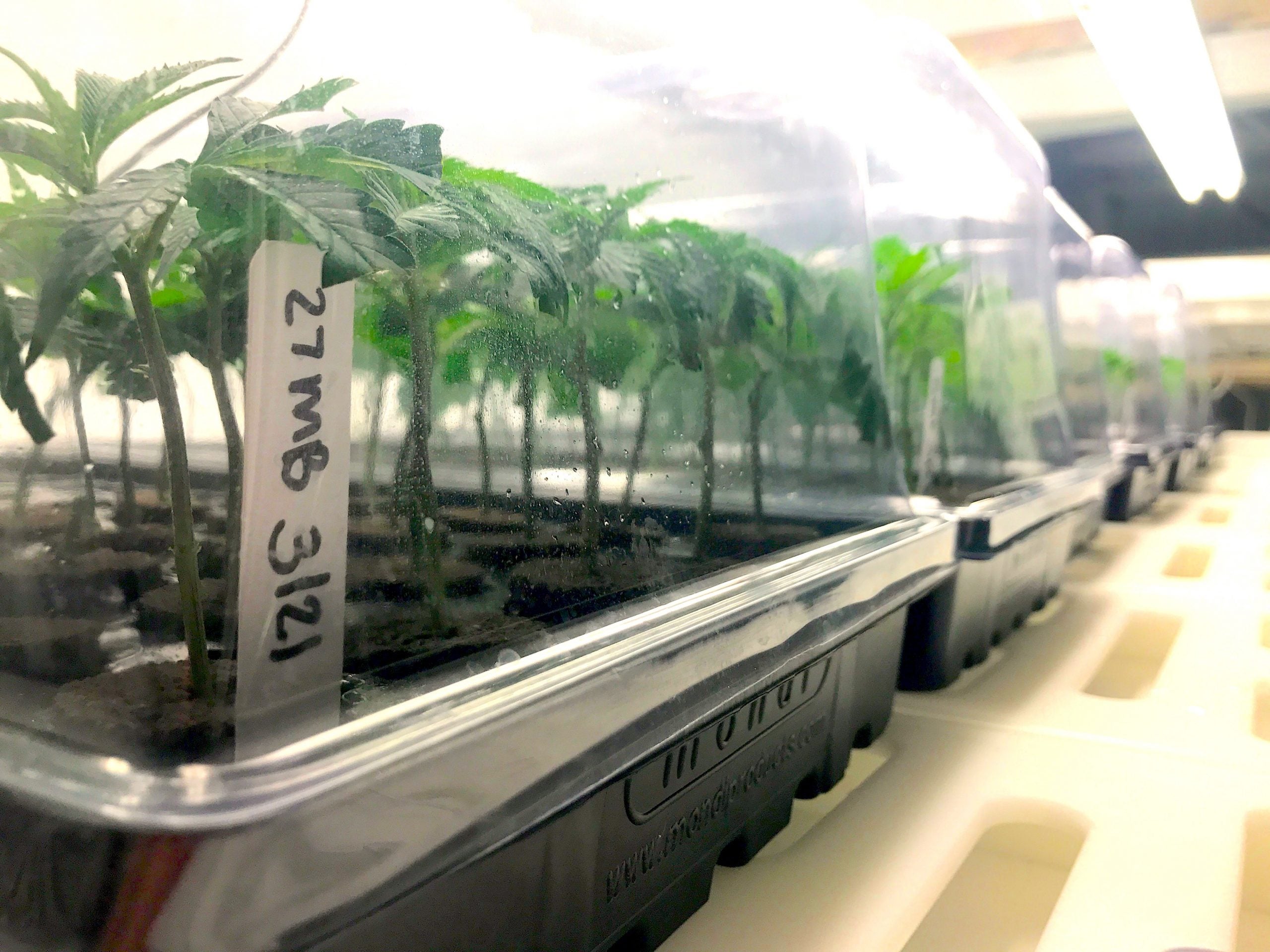 Grow Room Light Cycles to Maximize Cannabis Cloning Grow Room Light Cycles to Maximize Cannabis Cloning