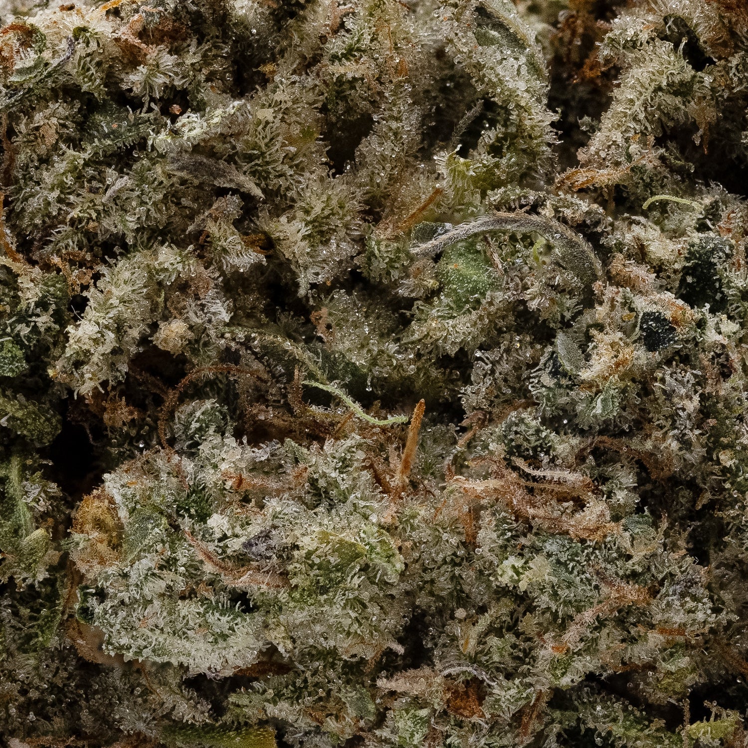 Buy Alien Cookies Strain | Online Dispensary | Pot Cargo