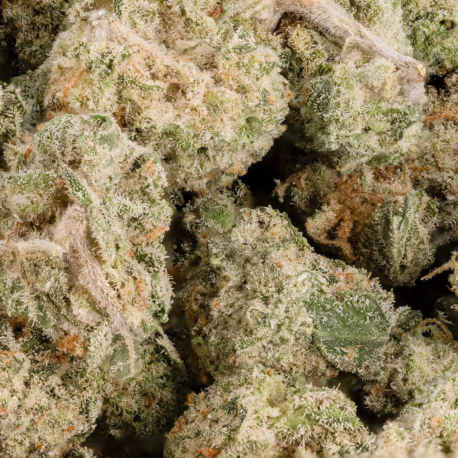 Buy Gushers (smalls) (Lucky Farms) Online Canada | Pot Cargo