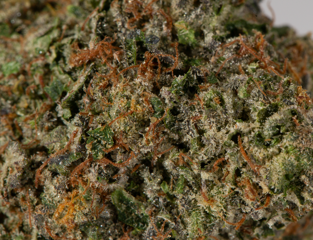 Buy Moonwalker Kush Strain for Sale in Canada | The Chrono