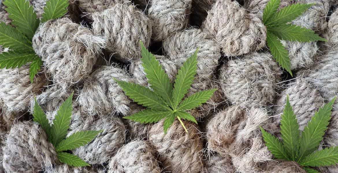 The Environmental Benefits of Hemp Production - The Chrono