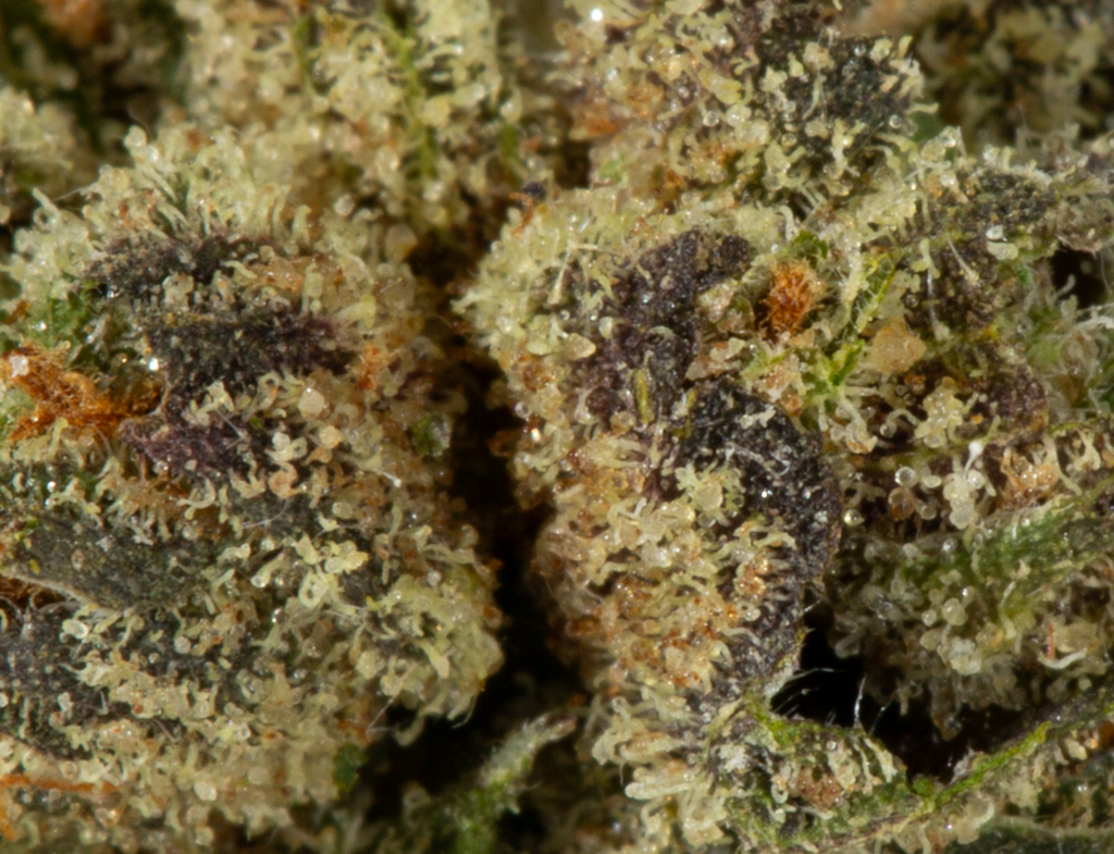 El Chapo OG Strain (Craft) (Smalls) - The Chrono