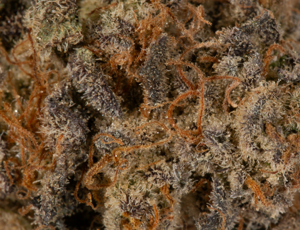 Buy Nebula Strain (AA) | Indica Hybrid Strain | The Chrono Canada