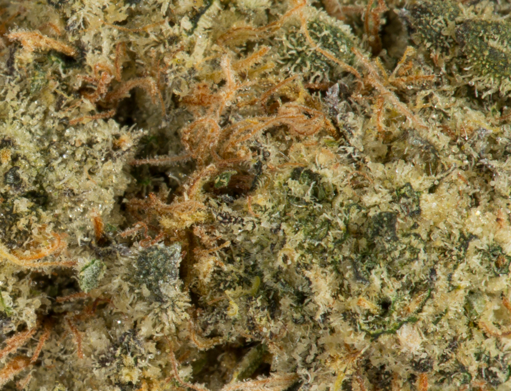 Buy Rocket Fuel Marijuana Strain (AAA+) | The Chrono Canada