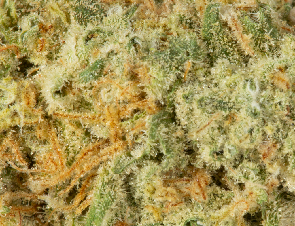 Buy Space Jam Strain (AA+) - The Chrono Canada