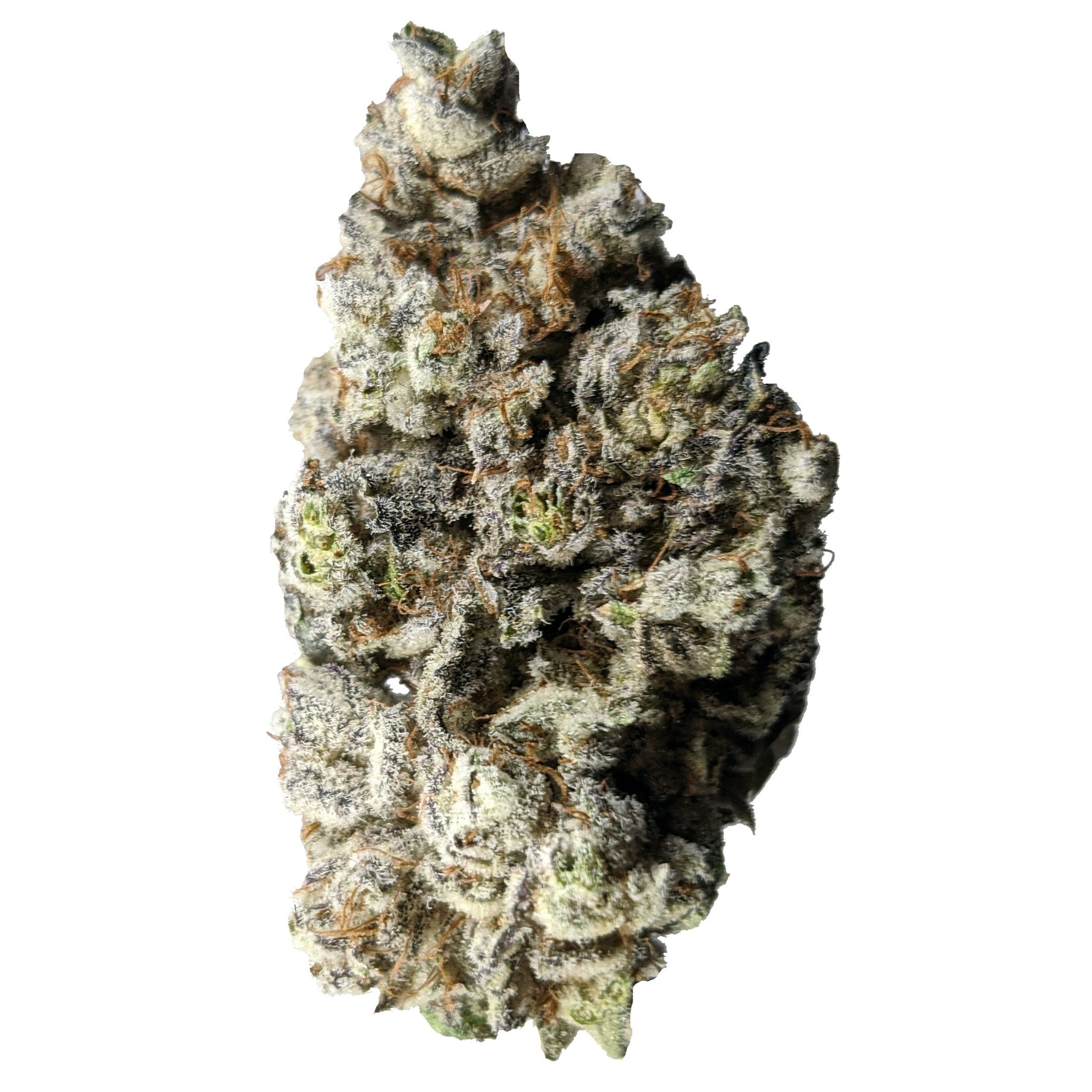 Buy Rainbow Driver Online Canada | The Grow House