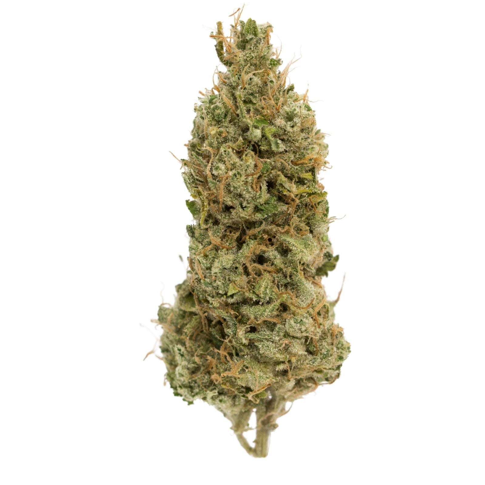 Buy Critical 2.0 Online | Critical 2.0 Reviews