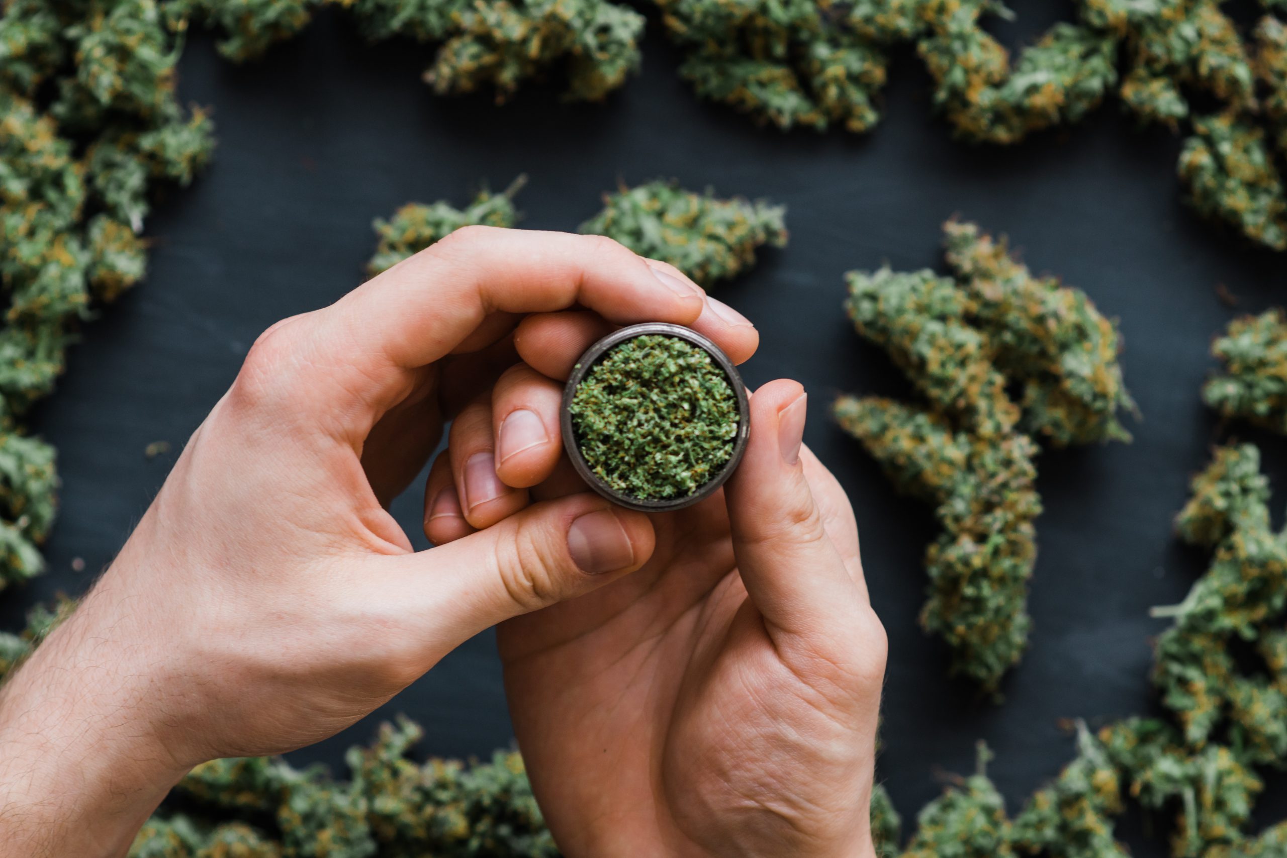 Exploring Mango Cannabis Strains: A Flavorful Guide to Effects and Benefits
