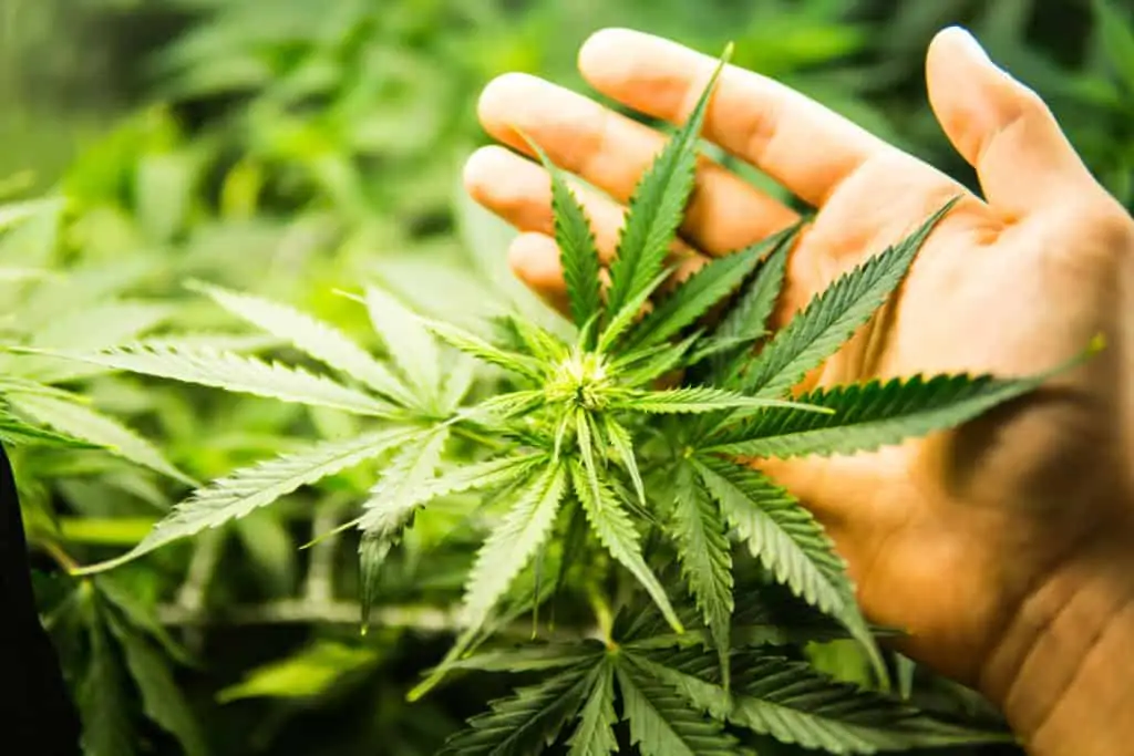 The Revealed Potential of Cannabis CBD