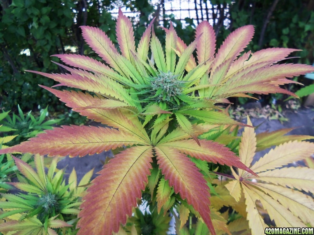 Exploring the Varied Potency in Marijuana Flower Types