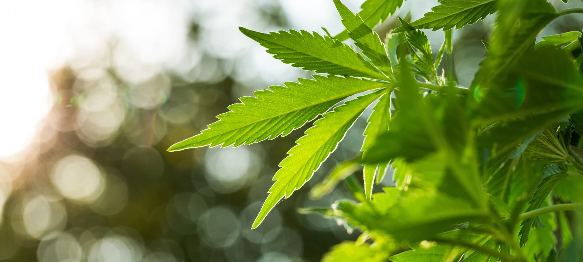 Emerging Cannabis Trends for a Dynamic Future