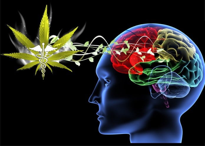 Neural Navigations: THC, CBD, and the Cannabis Brain Explored
