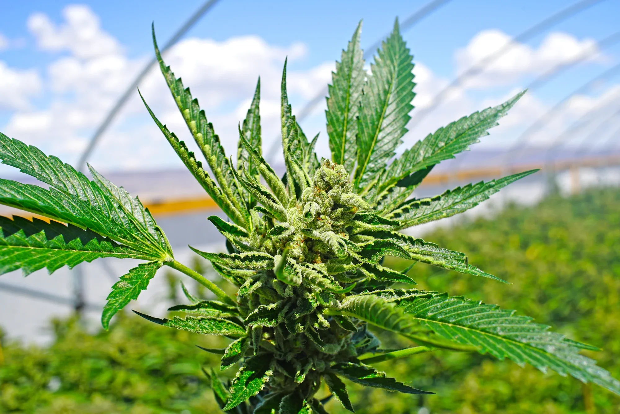 Understanding how cannabis looks like