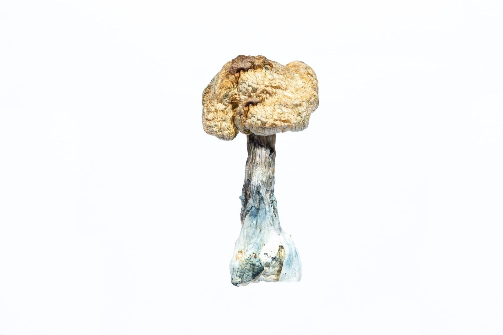 Buy A-One Mushrooms - Koh Samui Online Canada | The Grow House
