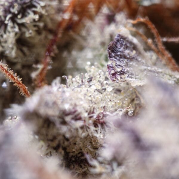 Buy LSO Blueberry Skittles | Best Deals in Canada | XpressGrass