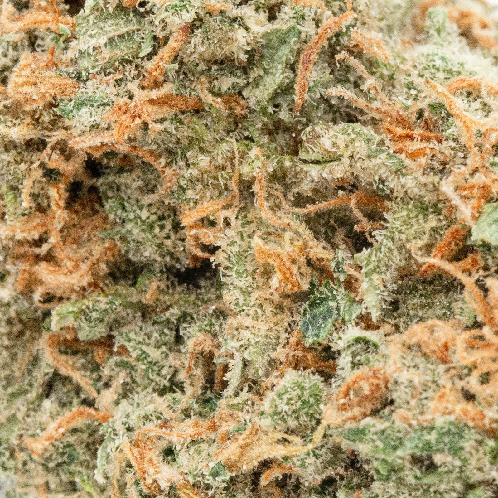 Buy Citrique (Taco Farms) | Best Deals in Canada | XpressGrass