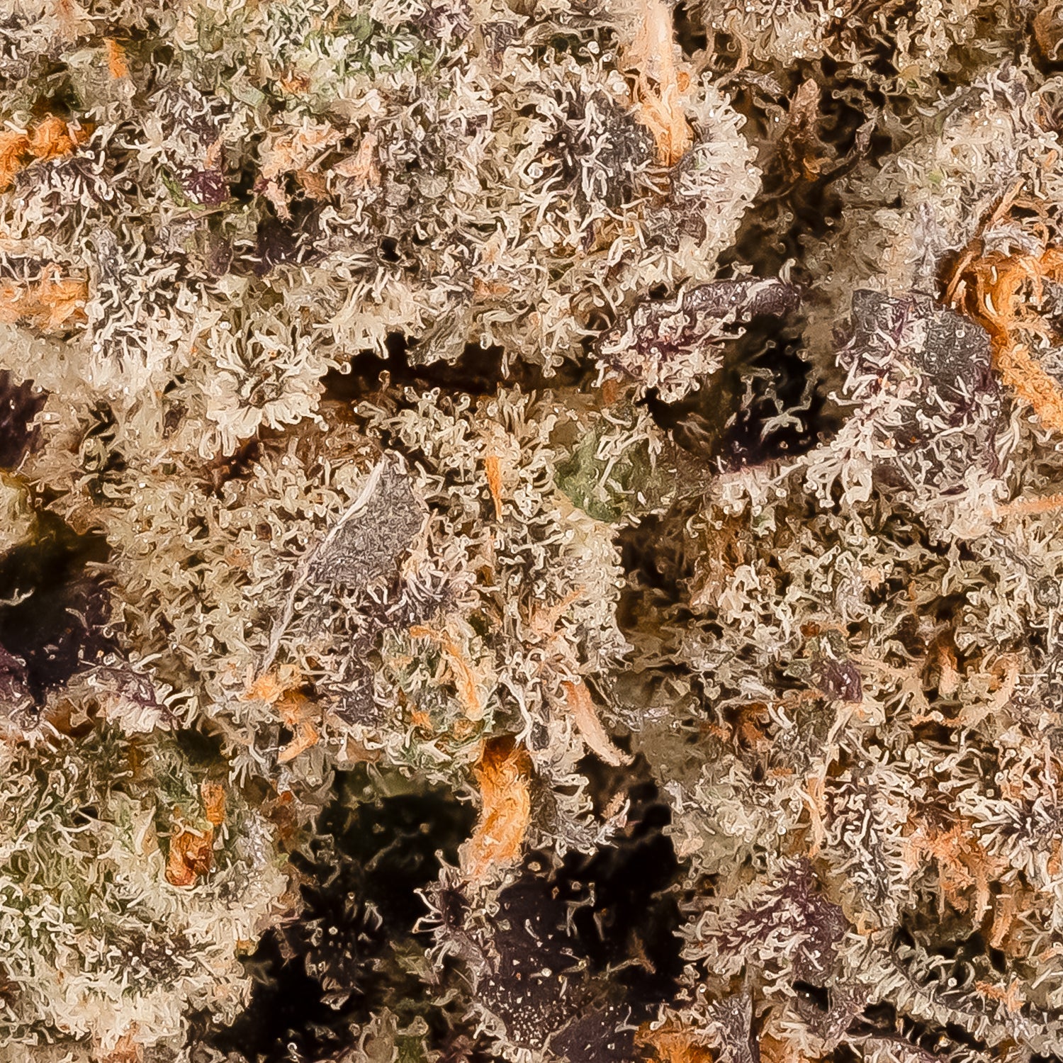 Purple Punch (Super Dank) | XpressGrass