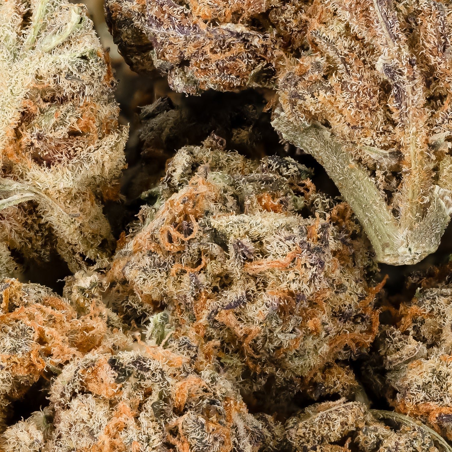 Buy Comatose Strain | Online Dispensary | XpressGrass